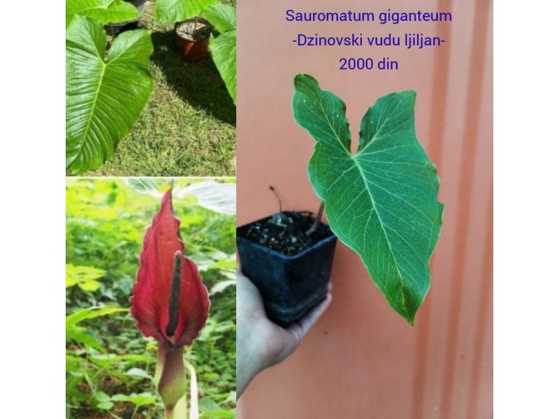 Sauromatum giganteum (Dzinovski vudu ljiljan)
