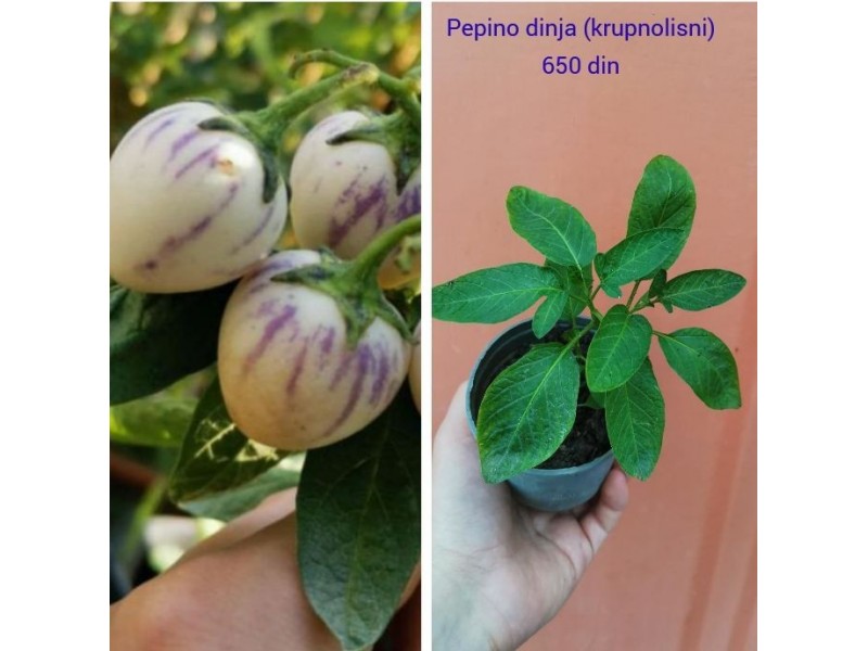 Solanum muricatum (Pepino dinja)