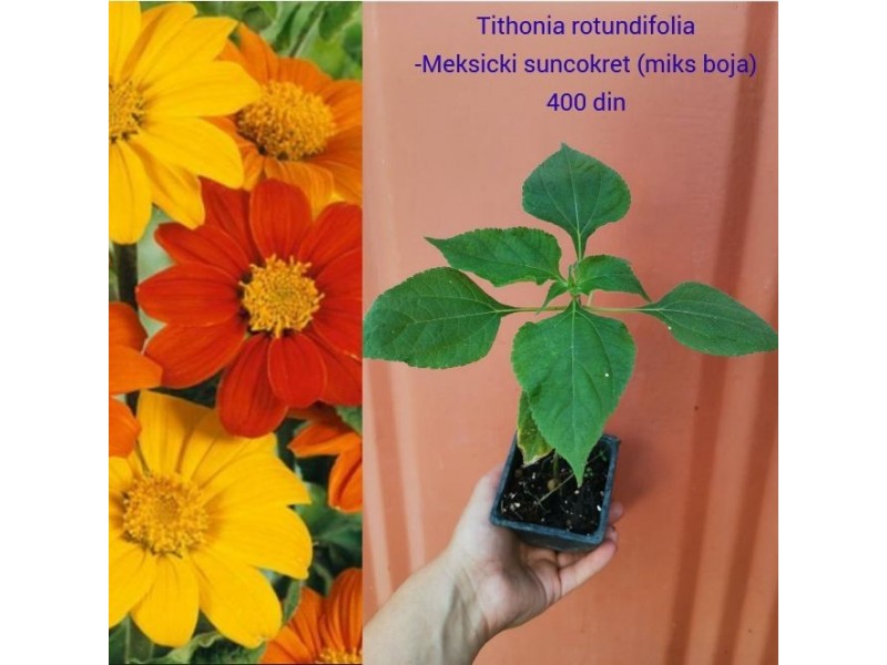 Tithonia (Meksicki suncokret)