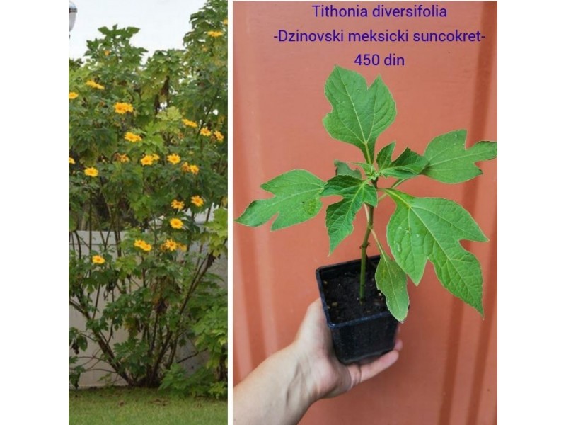 Tithonia diversifolia (Dzinovski meksicki suncokret)