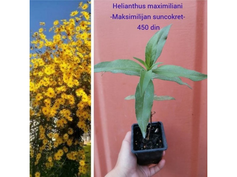 Helianthus maximiliani (Maksimilijanov suncokret)