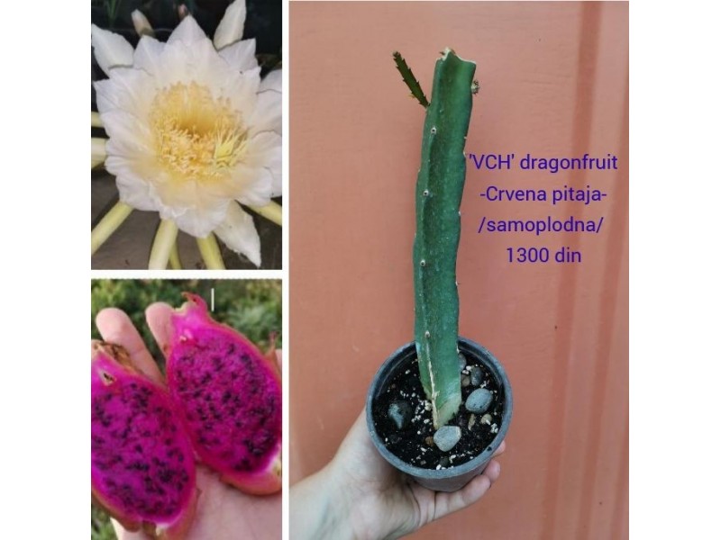 VCH Dragonfruit (Crvena pitaja) (Samooplodna)