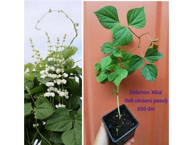 Dolichos alba (Ukrasni beli pasulj)