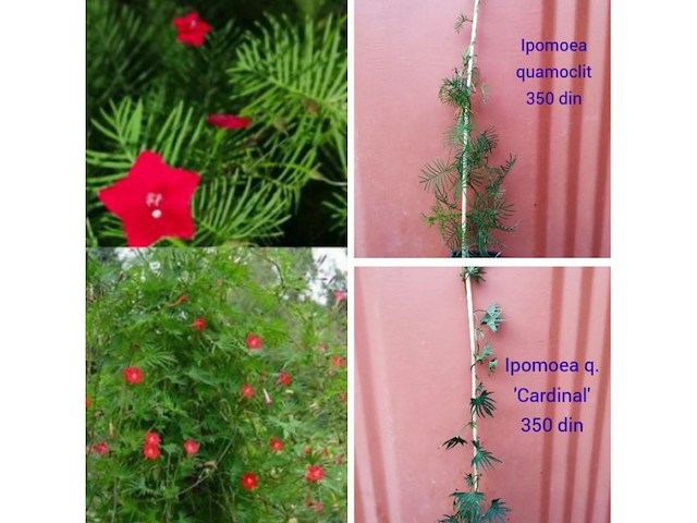 Ipomoea quamoclit (2 vrsta)