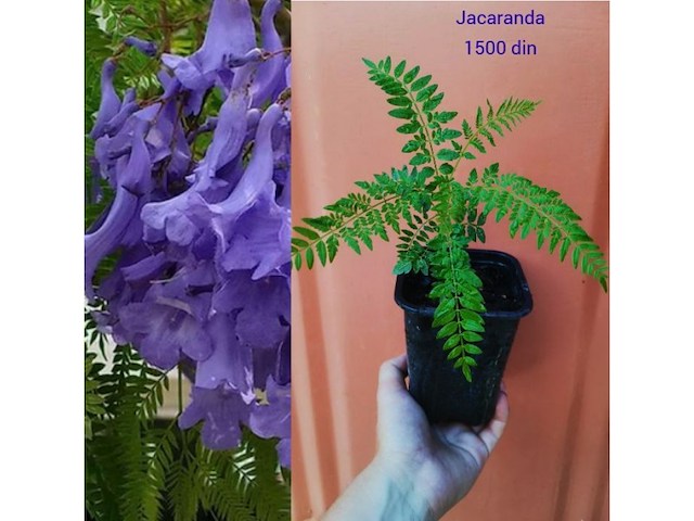 Jacaranda