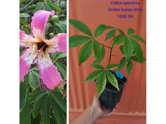 Ceiba speciosa (Svilen konac drvo)