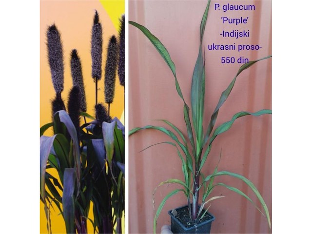 Pennisetum glaucum `Purple` (Indijski ukrasni proso)