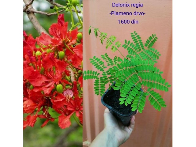 Delonix regia (Plameno drvo)