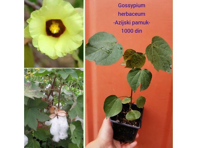 Gossypium herbaceum (Azijski pamuk)