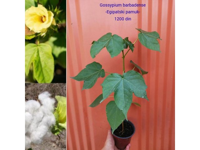 Gossypium barbadense (Egipatski pamuk)