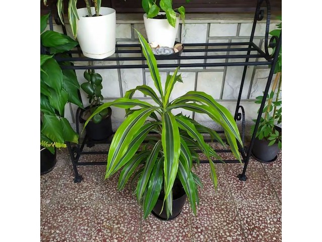 Dracena