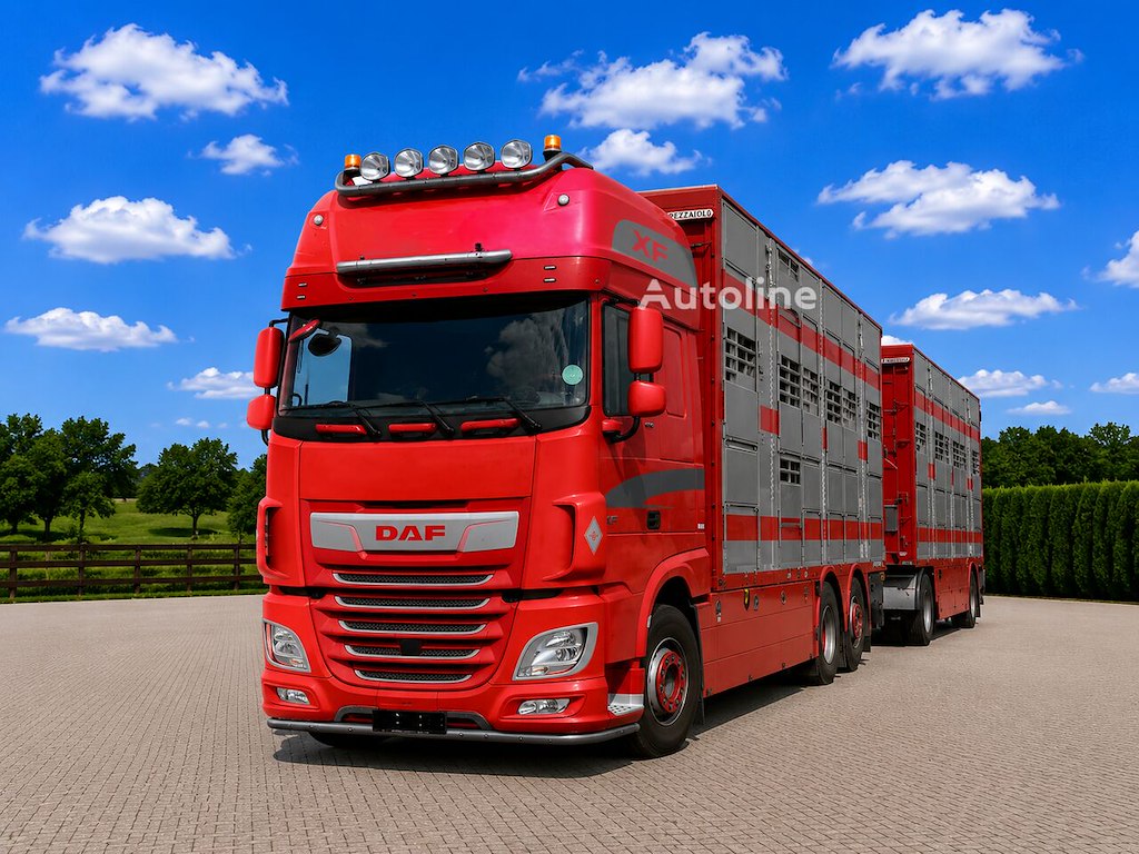 DAF XF 530 SUPER SPACE + Przyczepa Pezzaoli - 3X Trzoda, 2 X Bydło I kamion za prevoz stoke