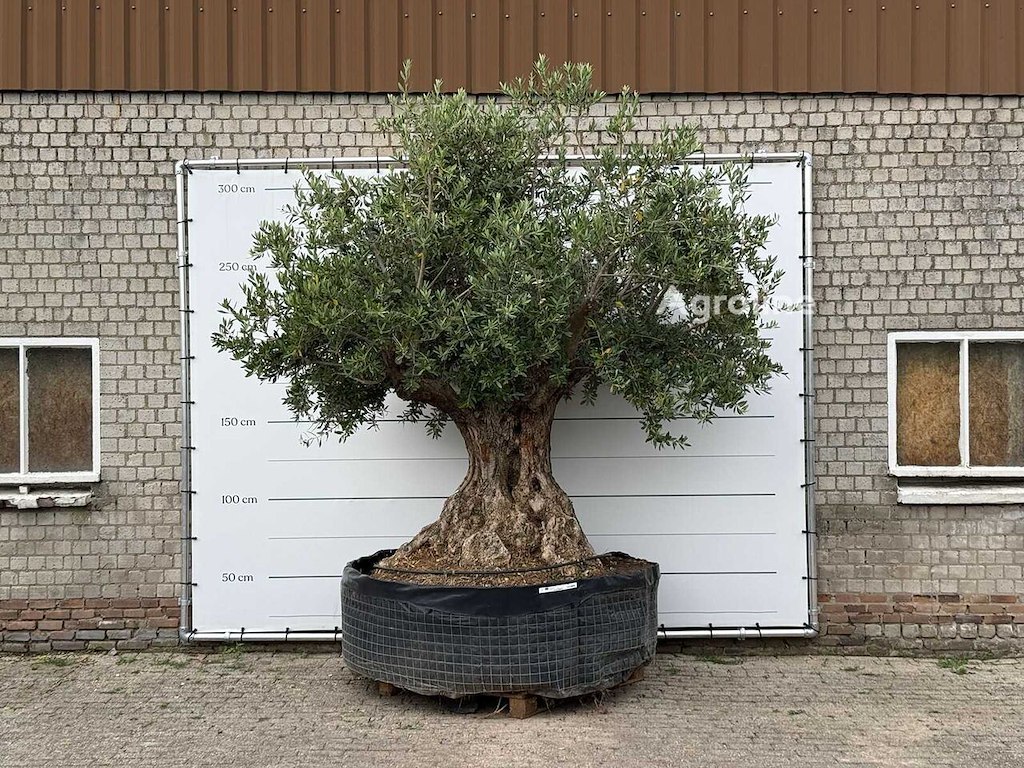 Prodaje se Bonsai XXL sadnicu voćnog drveta na aukciji