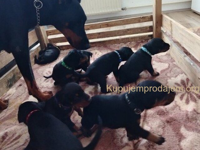 Doberman stenci – vrhunsko poreklo