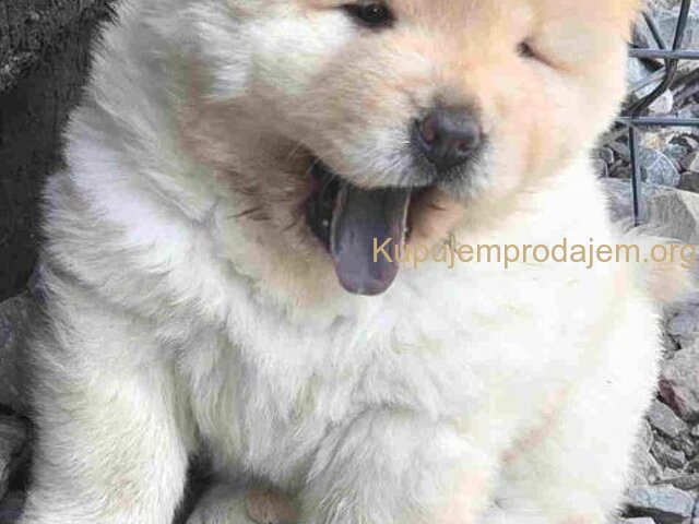 Chow chow prelepi krem stenci