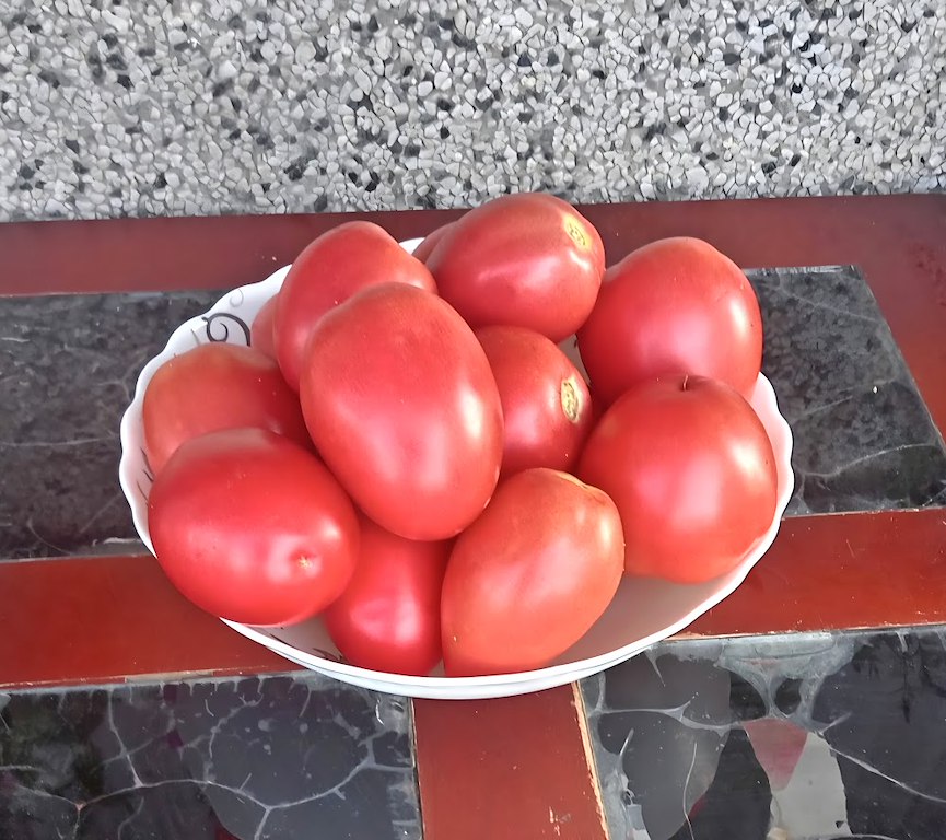 5 kg organskog paradajza sa gazdinstva Tešanović