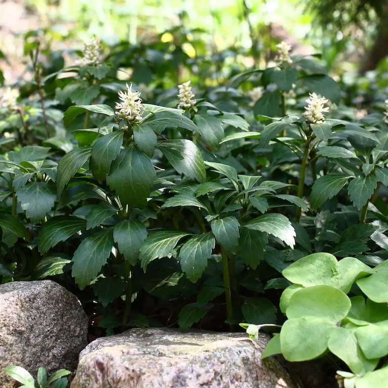 Pahisandra
