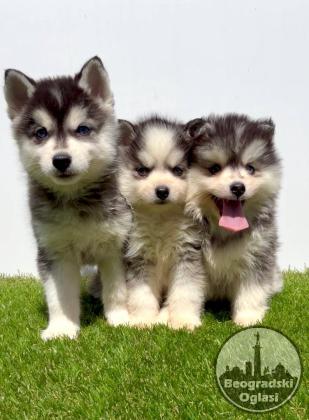 Pomsky-pomski (pomeranac + haski),0631309992