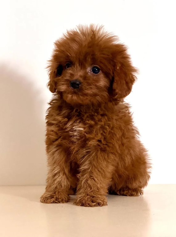 Cavapoo-Kavapu (cavalier king charles spaniel + pudla)