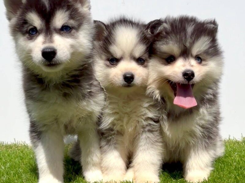 Pomsky-pomski (pomeranac + haski)