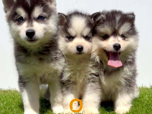 Pomsky-pomski (pomeranac + haski)
