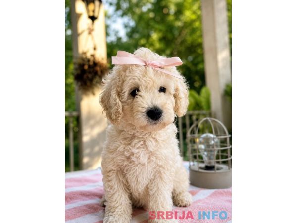 Francuska pudla štenci