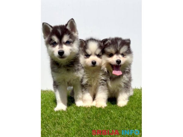 Pomsky-pomski (pomeranac + haski)