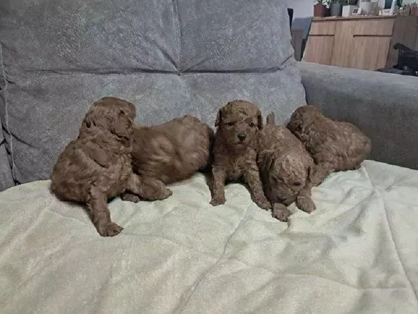 CRVENA TOJ PUDLA ( TOY POODLE )