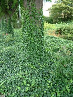 Brsljan - hedera helix