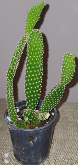 Kaktus opuntia microdasys