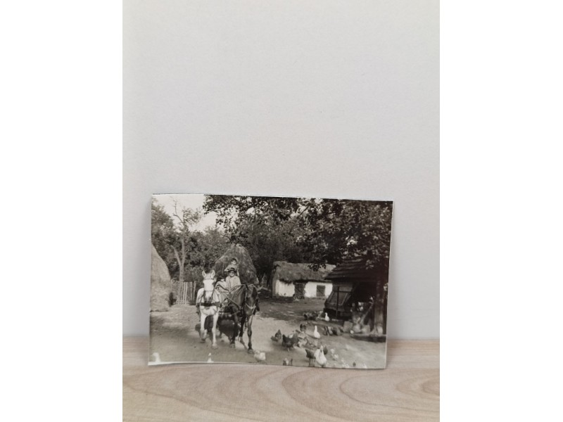 Vintage fotografija konji