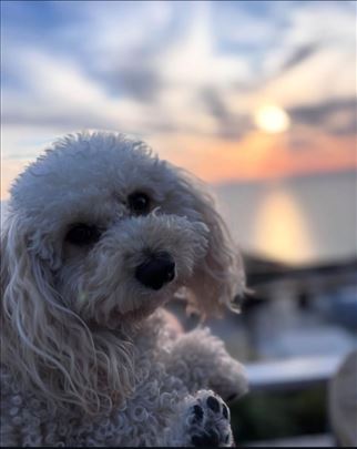 Maltipoo, 4g traži devojku