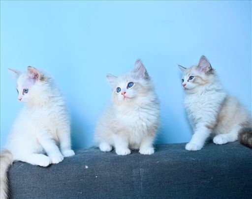 Ragdoll, mače