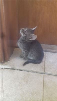 Zensko domace mače trazi dom