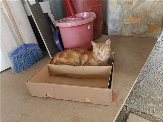 Poklanjam odraslu mačku, Lazaru treba hitan dom