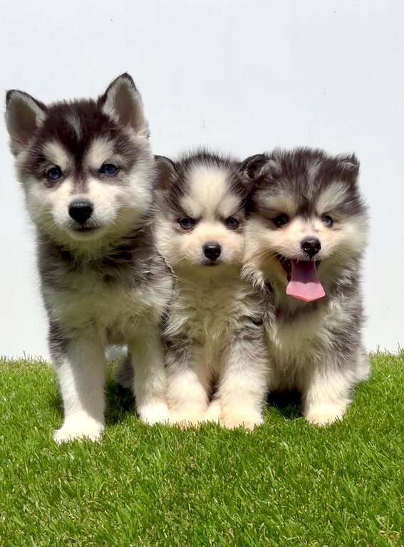 Pomsky-pomski (pomeranac + haski)