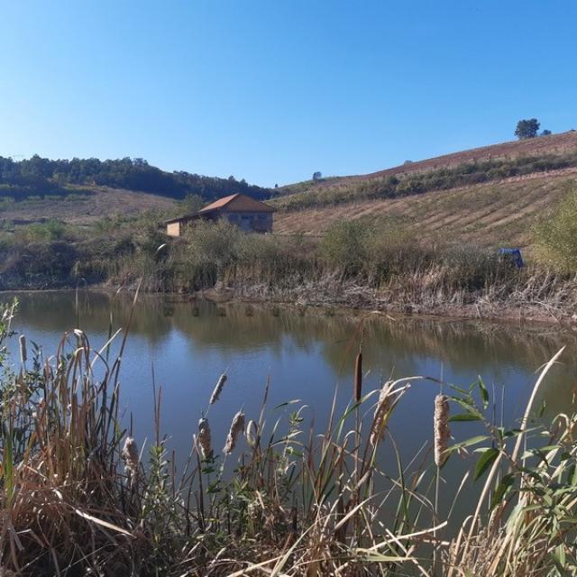 Jedinstveno! Plantaža Borovnica na  imanju 4,5 ha, kuća 78m2, pomoćni bjekat i deo hladnjače, blizu