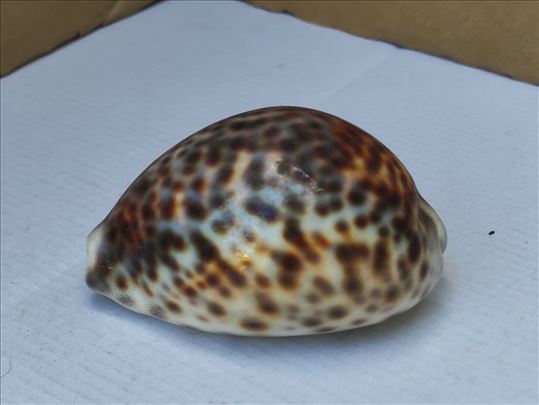 Skoljka