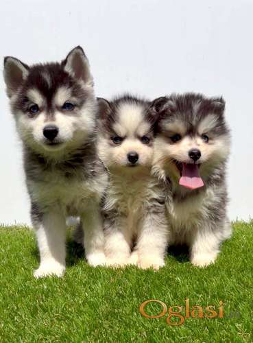 Pomsky-pomski (pomeranac + haski)