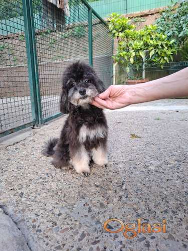Toy pudla fantom crno-beli mužjak