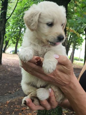 Mešanac, štene
