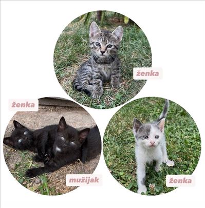Poklanjam male mačiće