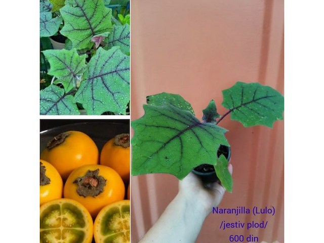Solanum quitoense (Naranjilla)