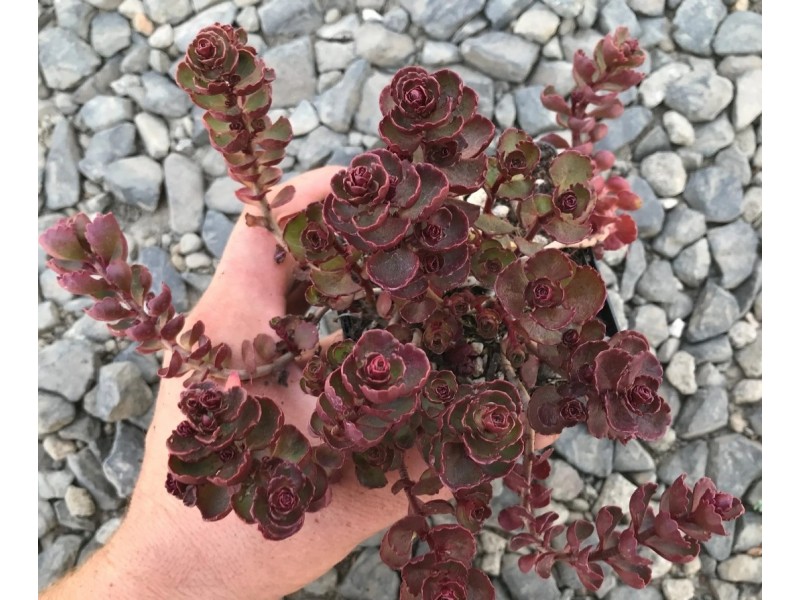 Sedum spirium VOODOO najtamniji sedum