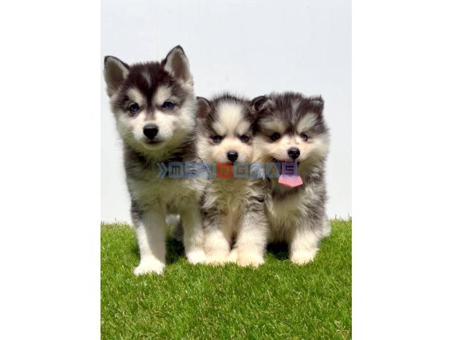 Pomsky-pomski (pomeranac + haski)