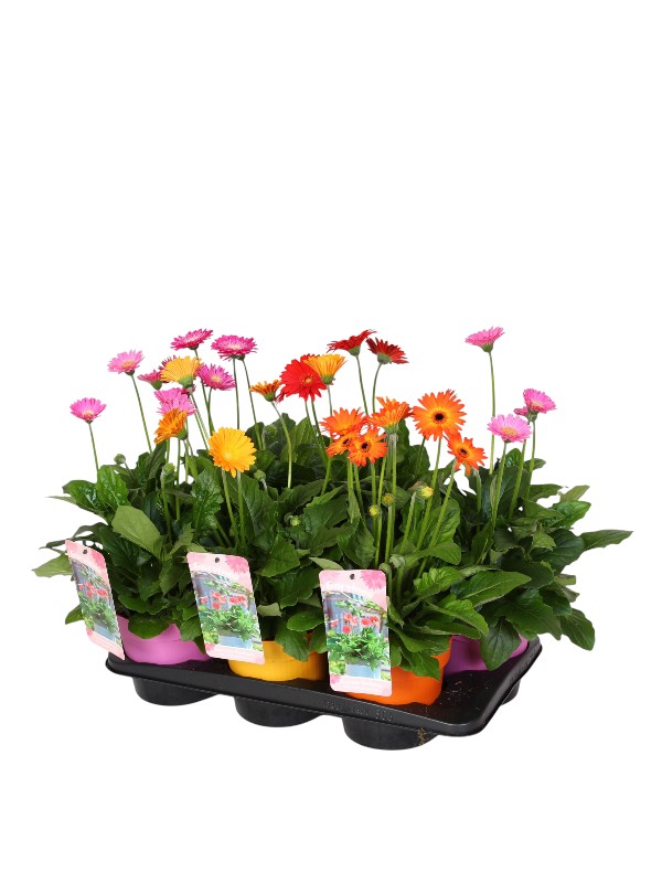 Gerbera