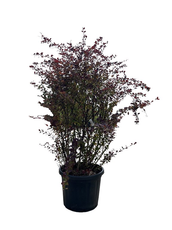 Berberis ‘Superba’