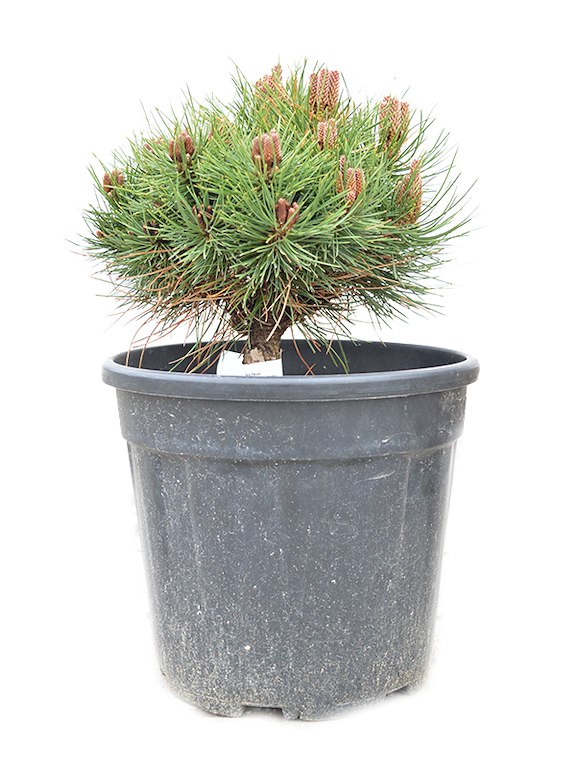Crni bor ‘Pierrick Bregeon’