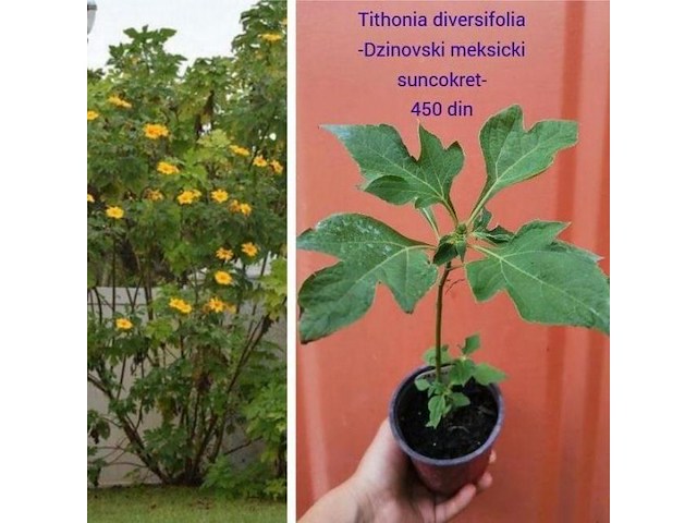 Tithonia (Meksicki suncokret)
