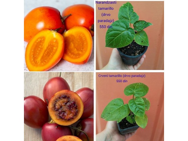 Tamarillo (crveni i narandzasti drvo paradajz)